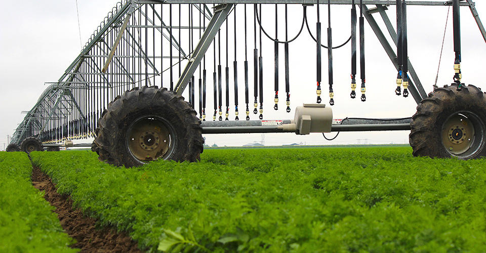 LESA Sprinklers Help Achieve the Highest Germination Rates in ...