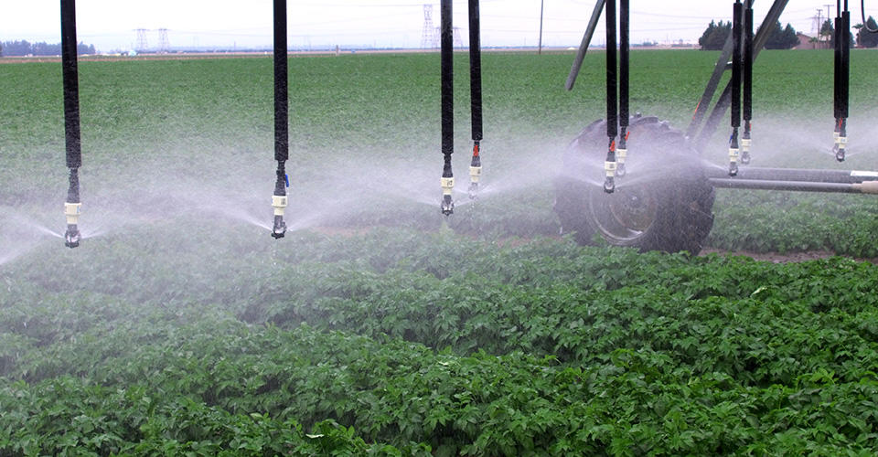 LESA Sprinklers Help Achieve the Highest Germination Rates in ...