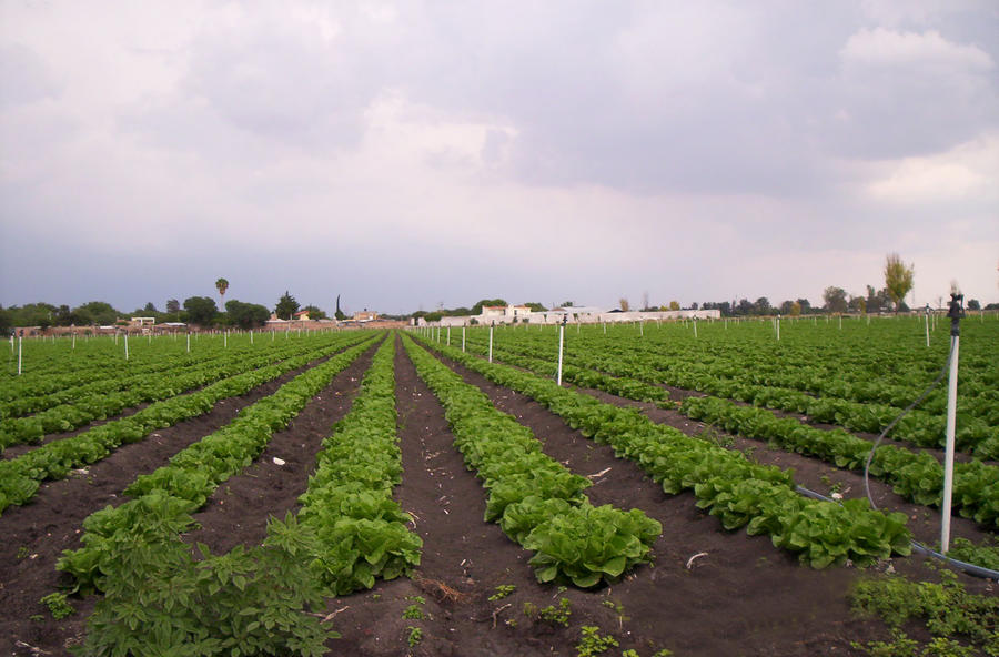 Xcel-Wobbler™ sprinkler | Solid Set irrigation | Senninger