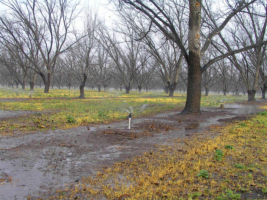 Xcel-Wobbler™ sprinkler | Solid Set irrigation | Senninger