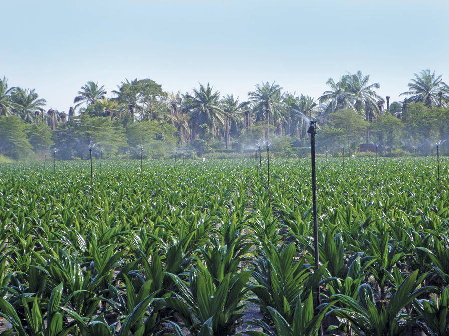 Xcel-Wobbler™ sprinkler | Solid Set irrigation | Senninger